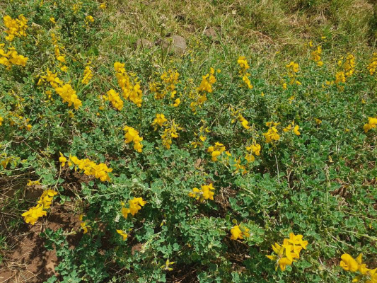 Crotalaria emarginella