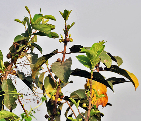 Croton laevigatus