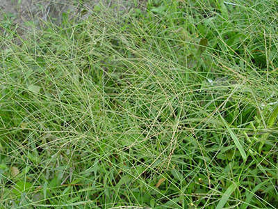 Digitaria horizontalis