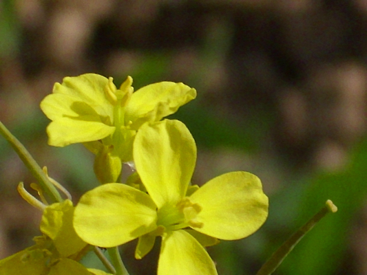 Diplotaxis catholica