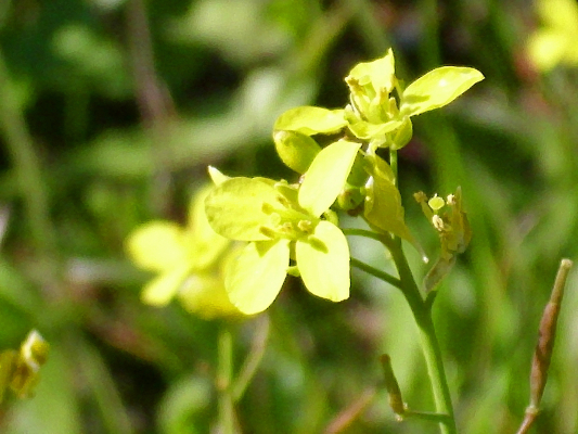 Diplotaxis virgata