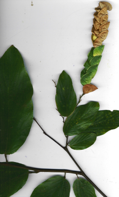 Flemingia strobilifera