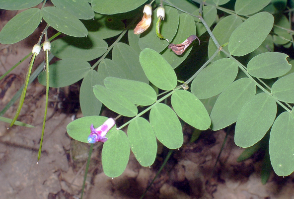 Lathyrus niger