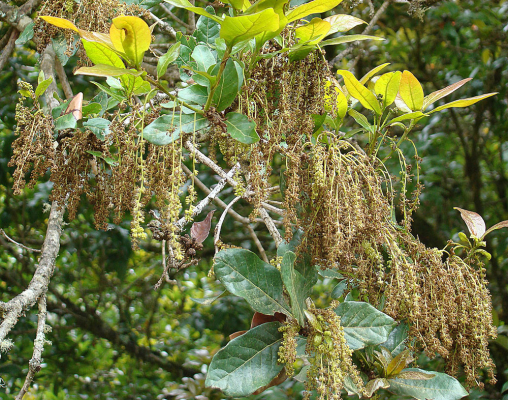 Licania arborea