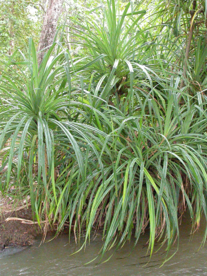 Pandanus candelabrum