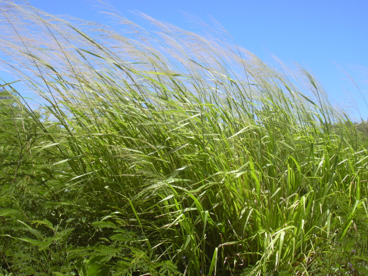 Panicum maximum