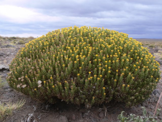 Senecio filaginoides