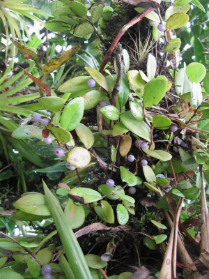 Sphyrospermum ellipticum