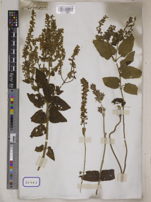 Teucrium quadrifarium