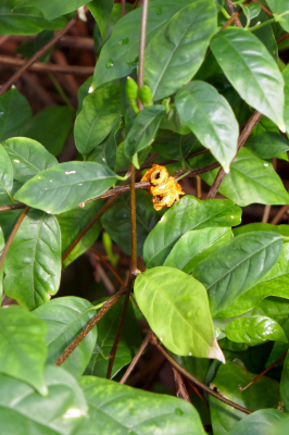 Turraea heterophylla